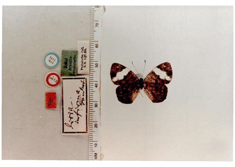 Ectima T Thecla Type Of Ectima Liria Infirma Fruhstorfer 1908 Tl Brazil Ba