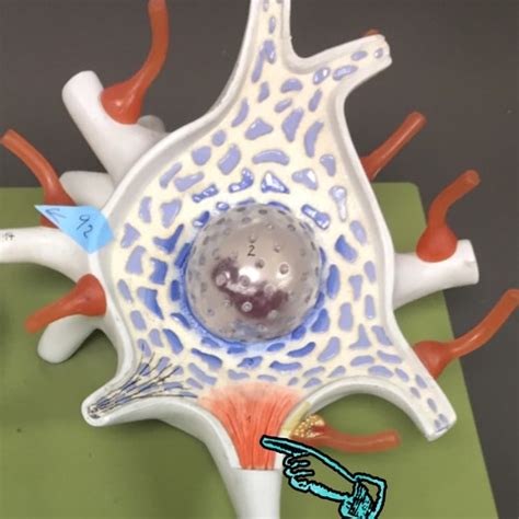 Nervous System Nervous Tissue Flashcards Quizlet
