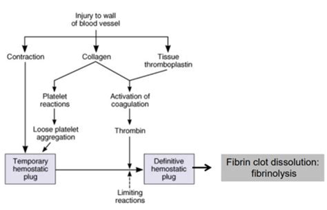 Heme Exam 1 Lecture 2 Flashcards Quizlet
