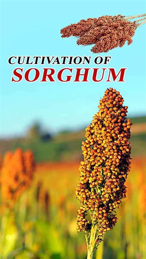 Sorghum Cultivation