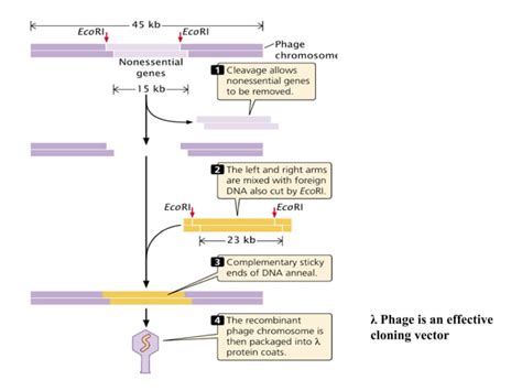 Expression Vectors And Bacteriophage Vectors Pptx