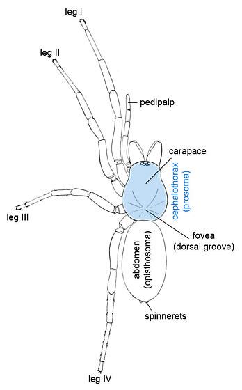 Spider Anatomy Diagram