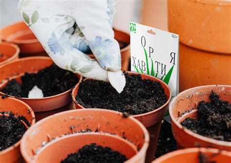 Leafy Plant Seeds Packaging Of The World