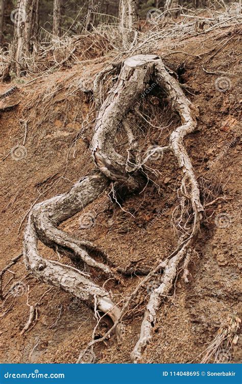 Tree Roots Exposed Due To Soil Erosion Stock Image Image Of Biological Root