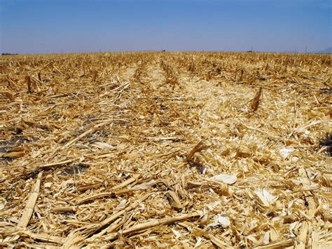 Step By Step Guide To Effective Crop Residue Management Shapiro