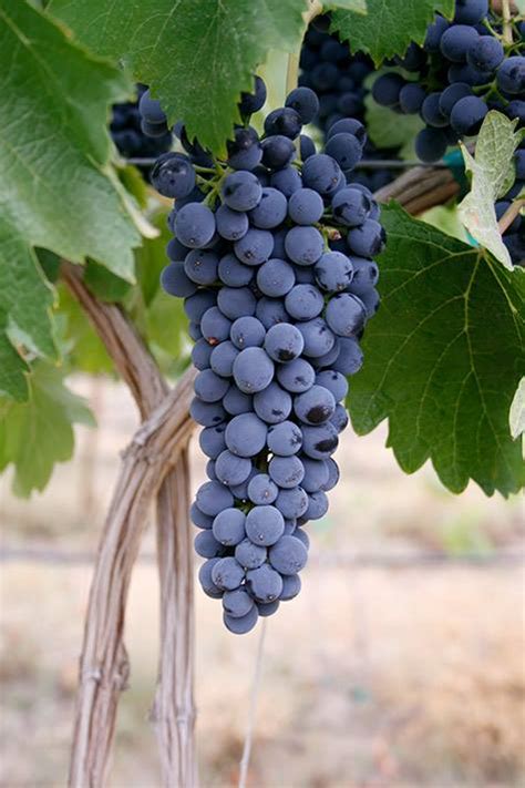 Овощен разсадник Сейков и син Кестен сорт Мароне зрее средата на октомври месец плода едър до