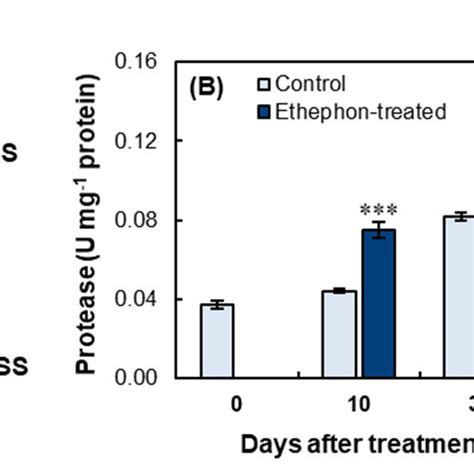 Long Term Effects Of 100 Ppm Ethephon Application On Plant Morphology