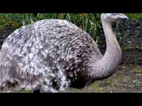 Darwins Rhea Facts 25 Facts About Darwins Rhea Youtube