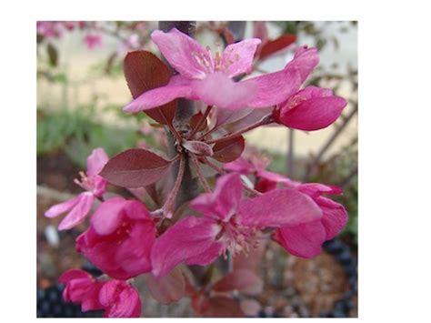 Eleyi Crabapple Malus X Purpurea ‘eleyi Heritage Fruit Trees