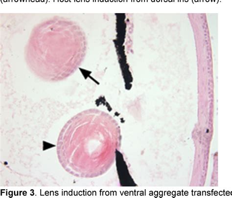 Figure 3 From A System For Culturing Iris Pigment Epithelial Cells To