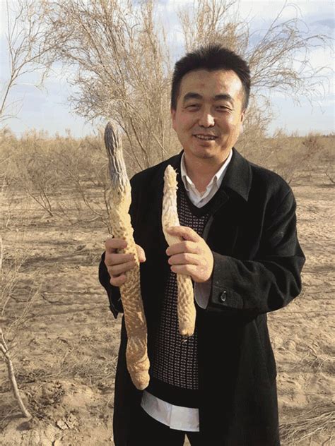沙漠人参 肉苁蓉哥就是传奇无需低调