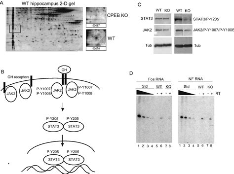 A Molecular Circuit Composed Of Cpeb 1 And C Jun Controls Growth Hormone Mediated Synaptic