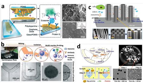 Microfluidic Exosome Isolation Based On The Immunocapture And Download Scientific Diagram