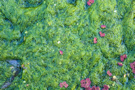 Natural Texture In Nature With Natural Plant Surface Of Marsh Grass And