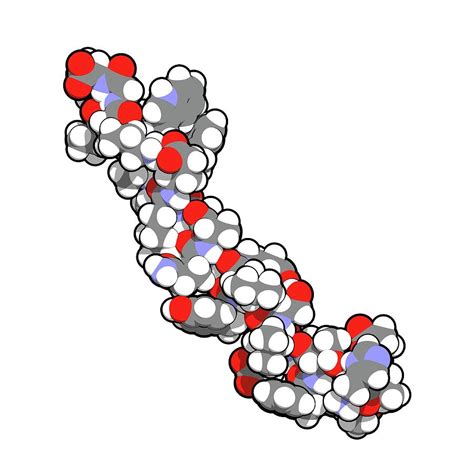 Polypeptide Molecule