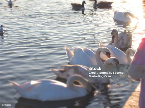 오리 연못에 있는 하이드 파크의 큰 오리 연못에서 수영 하는 오리와 다른 새 들이 있는 백조 들의 무리 0명에 대한 스톡 사진 및 기타 이미지 Istock