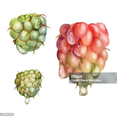 라즈베리 익은 슬로 과일 물 이슬 방울 수채화 정원 베리 진들딸기 뽕나무에 그린 손 식물 고립 된 그림 가정 보존 식품 와시 테이프 식품점 장식 디저트 메뉴