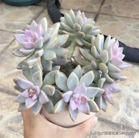 新手肉友，秋天不如养盆多肉淡雪，3个小妙招晒出漂亮叶色 每日头条