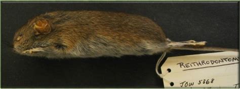 Mammals Lab Practical Skins Flashcards Quizlet