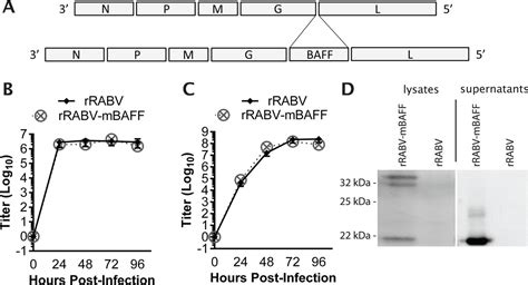Targeting Vaccine Induced Extrafollicular Pathway Of B Cell Differentiation Improves Rabies
