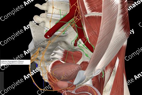 Inferior Hypogastric Plexus Complete Anatomy