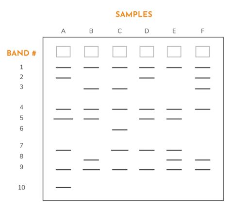 Western Blot Ladder Of Protein Sizes Leaguevolf