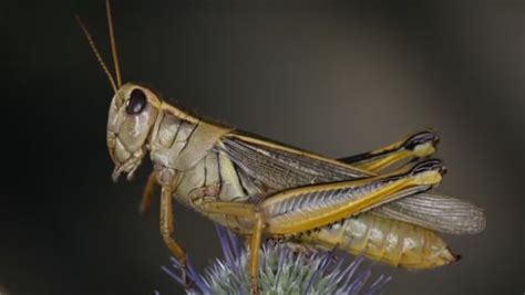 Grasshoppers Threaten To Devour Alberta Crops Following Extreme Heat The Weather Network