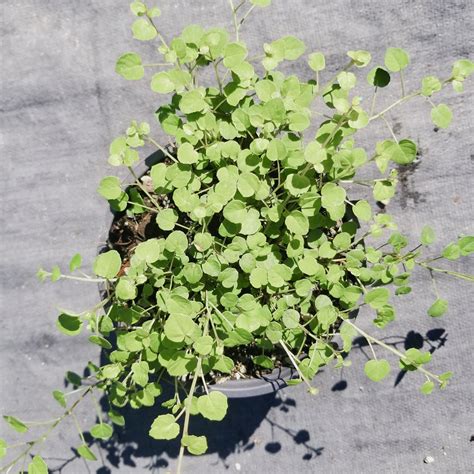 Muehlenbeckia Axillaris Naturally Native New Zealand Plants Ltd