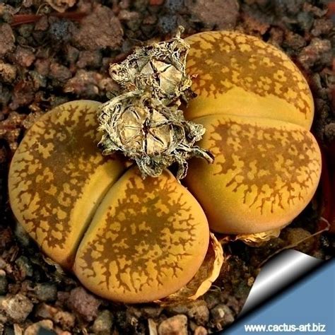Lithops Aucampiae Alchetron The Free Social Encyclopedia