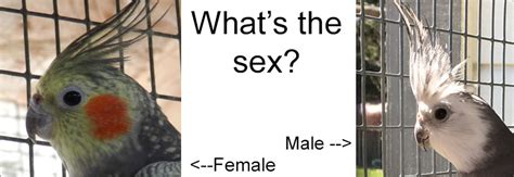 How Not To Sex Cockatiels Feisty Feathers