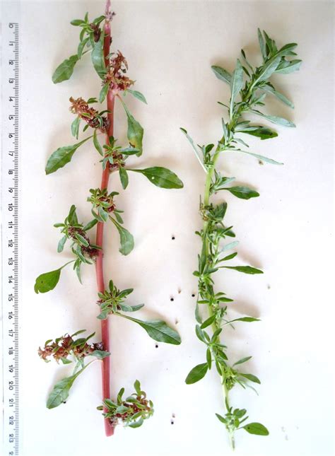 Herbario Virtual De Banyeres De Mariola Y Alicante Amaranthus