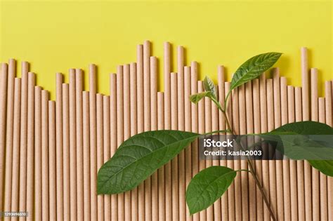 종이와 옥수수 전분으로 만든 튜브 생분해성 재료 및 녹색 새싹 잎이있는 에코 종이 안경은 노란색 트렌드 색상 2021 배경에 있습니다 제로 폐기물 및 플라스틱 무료 개념 맨