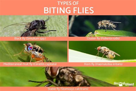 Types Of Biting Flies Uk At Cynthia Jasmin Blog