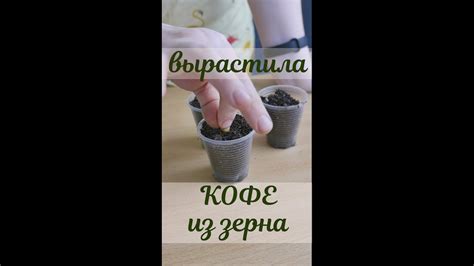 Как вырастить кофе или кофейное дерево из семян дома - YouTube