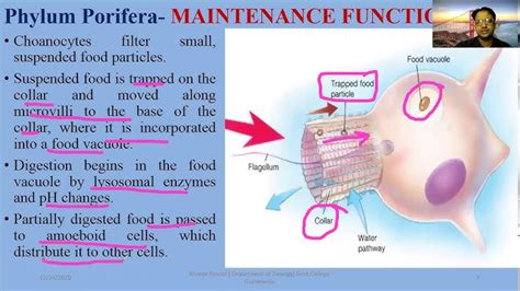 Apicomplexa Plasmodium
