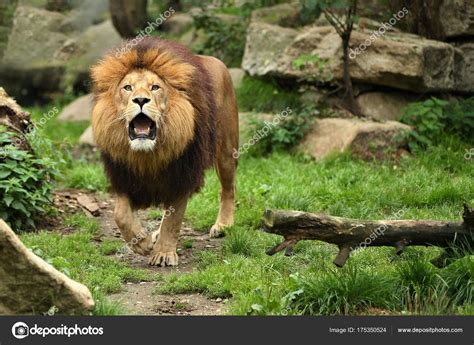 Lion Natural Habitat