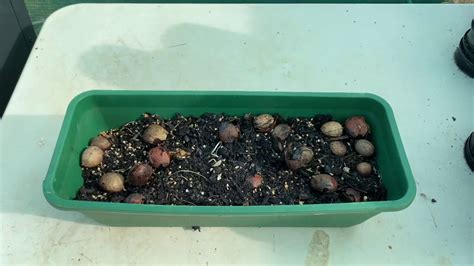 Growing Cycad Seeds Propagating Is Fun Youtube