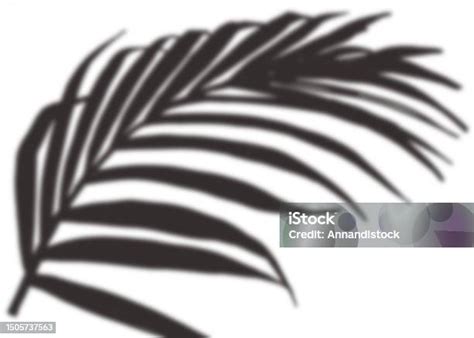 그림자 야자수 나뭇잎 벽 흰색 배경 열대 코코넛 잎 오버레이 Spring Suumer에 대한 요소 개체 모형 제품 프레젠테이션 종려나무 잎에 대한 스톡 사진 및 기타 이미지