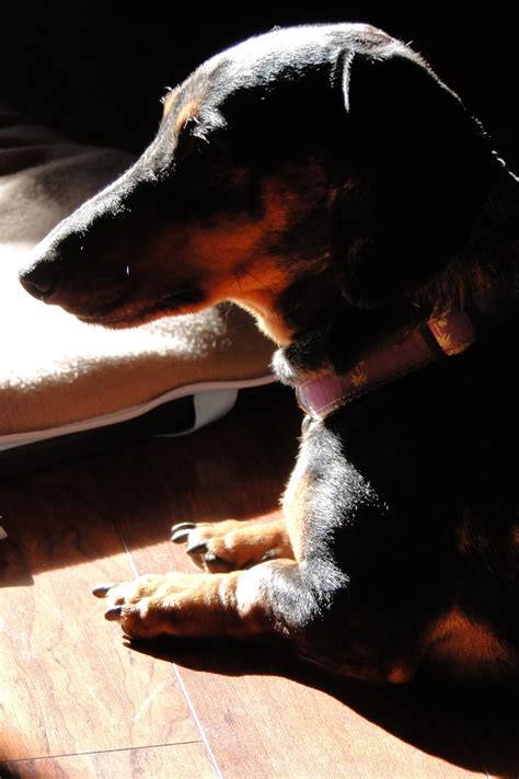 Double Dapple Daschund