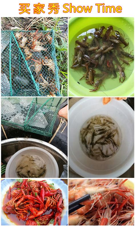 螃蟹和河虾能一起养吗 螃蟹和青虾可以混养吗 螃蟹和虾可以一起养吗 大山谷图库