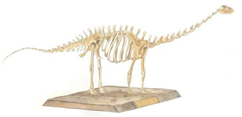 Diplodocus Skeleton By Louisetheanimator On Deviantart