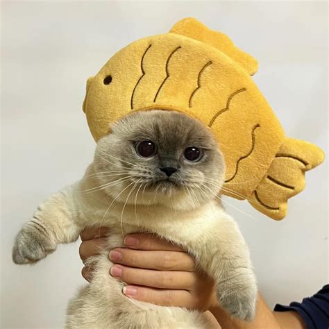 Xiaojie Xiaojie Cat • Instagram Photos And Videos