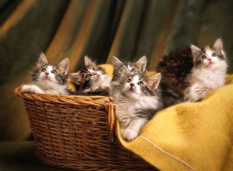 Чем кормить котенка 2 месяца домашняя еда