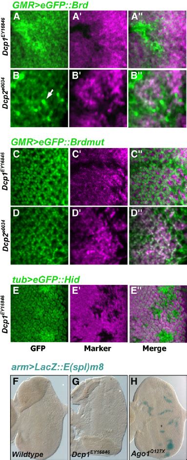 Genes Encoding Mrna Decapping Proteins Are Required For Mirna Download Scientific Diagram