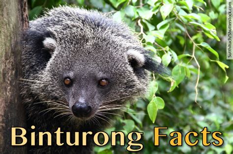 Binturong