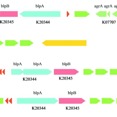 Bacteriocin Synthesis Gene Clusters The Arrow Represents A Gene Bacteriocin Synthesis Gene Clusters The Arrow Represents A Gene