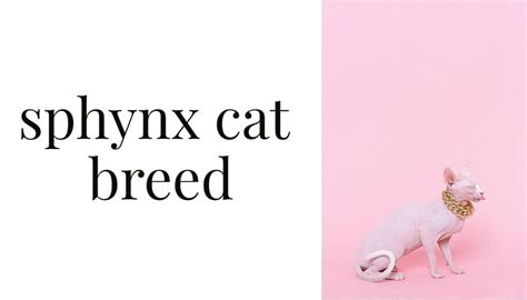 Unveiling The Enigma All About The Sphynx Cat Breed