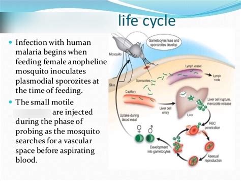 Apicomplexans Plasmodium