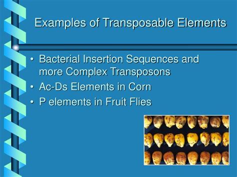 PPT Transposable Elements PowerPoint Presentation ID
