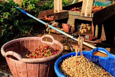 Red Berries Coffee Bean Machine Process In Factory Stock Image Image Of Process Plantation